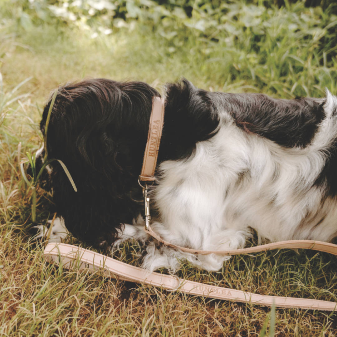 Huntlea Impala Lead – Pet Box